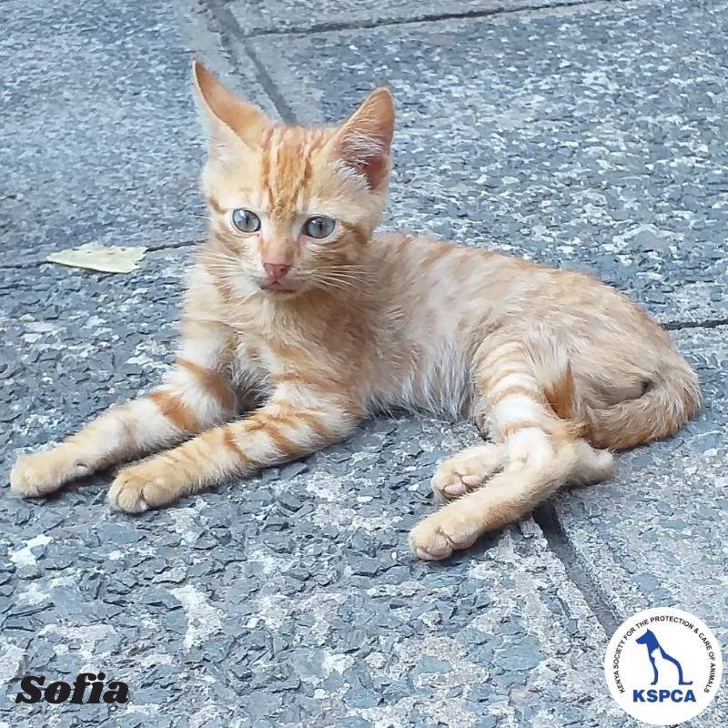 Spend your time in Kenya at the KSPCA, helping rescued animals ...